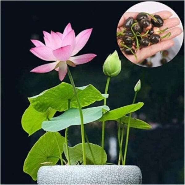 Premium Bonsai Lotus Flower Seeds - Greenpearl Organic